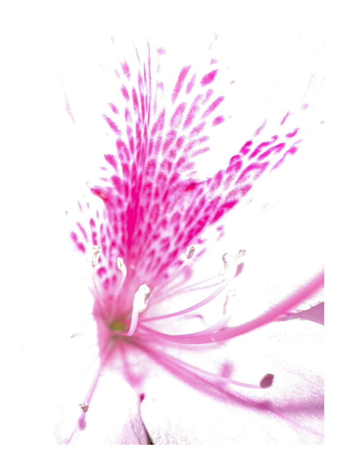 Impressions II, 2024 Limited Edition Print – Saloon Store